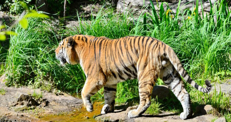 Zoo Leipzig – Öffnungszeiten, Eintrittspreise und Infos